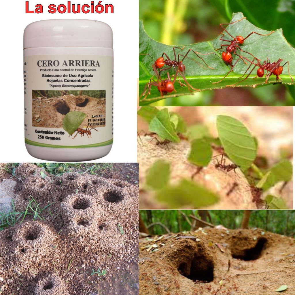 Cero Arriera / Control de la hormiga arriera – LOMBRI-AGRO
